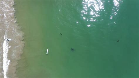 Shark Tracking Object Detection Dataset And Pre Trained Model By Project Jaws