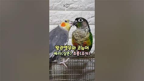 왕관앵무 베리와 코뉴어 초롱이 이사벨펄왕관앵무 레드옐로우사이드코뉴어 그린칙코뉴어왕관앵무새파인애플코뉴어앵무파파앵무새집사 바다투망꾼 Parrot Bird