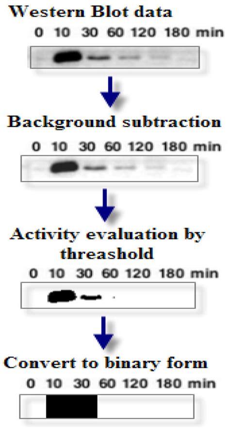 experimental data processing normalization the data processing by
