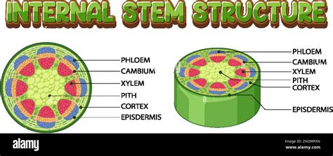 Internal Structure Of Stem Diagram Illustration Stock Vector Image