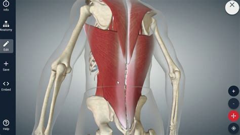 Learning About Lumbar Strain Health Channel