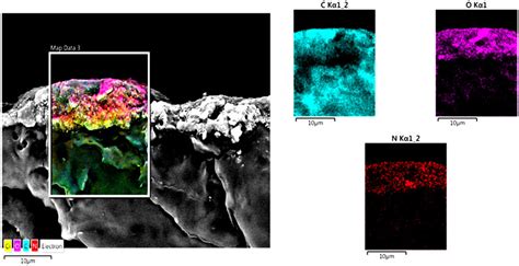 Sem Cross Sectional Micrograph And Edx Mapping Analysis Of Modified