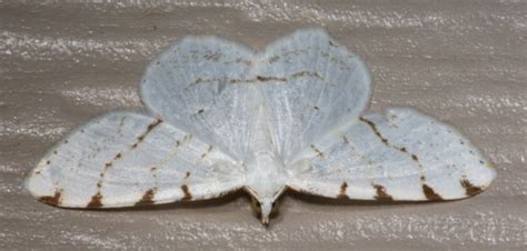 Lesser Maple Spanworm The Backyard Arthropod Project