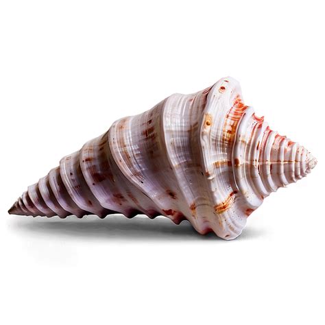 Download Textured Conch Shell Png His