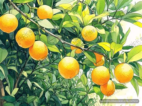 Ai创作图春见粑粑柑包装插画 赣南脐橙插画 砂糖橘插画设计 伦晚脐橙插画 冰糖橙插画 爱媛橙插画 春见粑粑柑插画 插画冰糖橙 冰糖橙包装插画