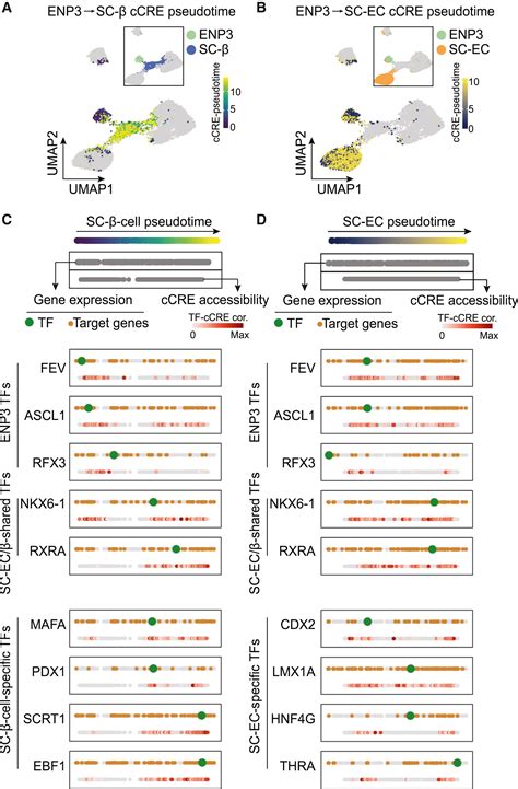 Understanding Cell Fate Acquisition In Stem Cell Derived Pancreatic Islets Using Single Cell