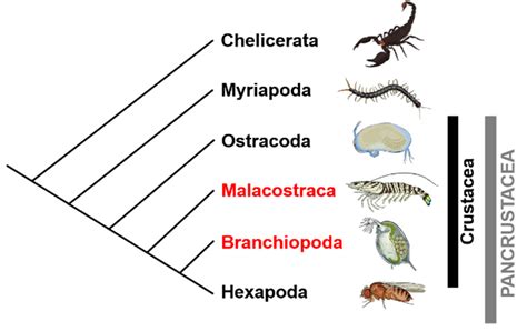 Sex Determination And Differentiation In Decapod And Cladoceran