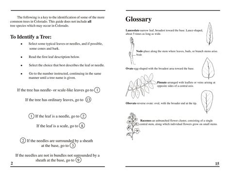 52 Free Printable Tree Leaf Identification Charts [pdf] Infographic