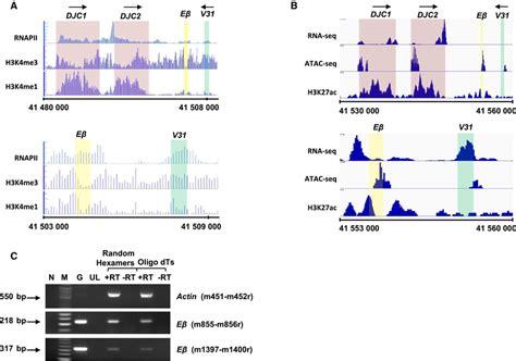 active transcription at enhancer eβ of tcrβ locus in dn thymocytes