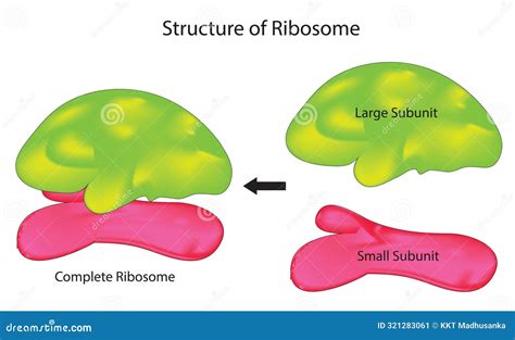 Ribosomal Rna And Transfer Rna Interacting During Peptide Bond