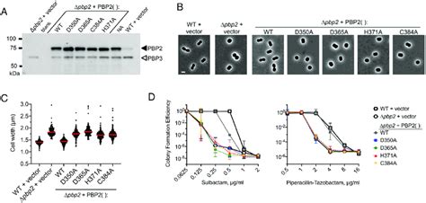 Mutation Of Pbp2 Zinc Binding Residues Causes Loss Of A Baumannii Rod