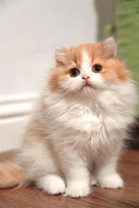 British Longhair For Sale In Singapore Kittens Available Nekotown