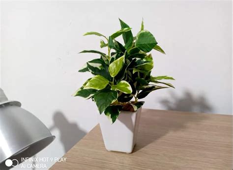 Cari Tahu Kelebihan Dan Kekurangan Infinix Hot Play Ini