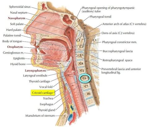 Cricoid Cartilage Definition Location Function Problems