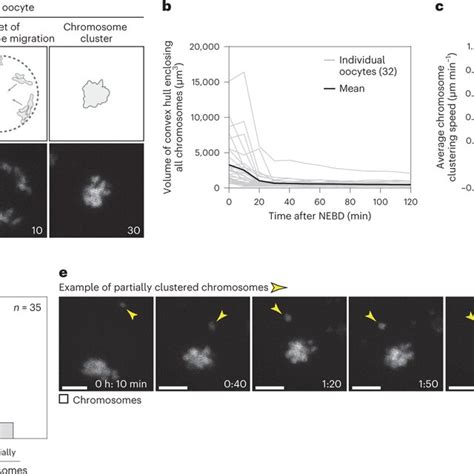 Porcine Oocytes Cluster Their Chromosomes Upon Nebd A Download