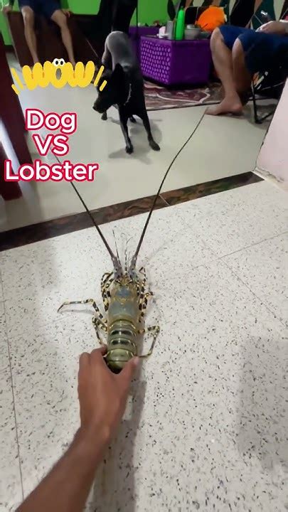 Gog VS lobster Fight , Never miss watching #shorts - YouTube