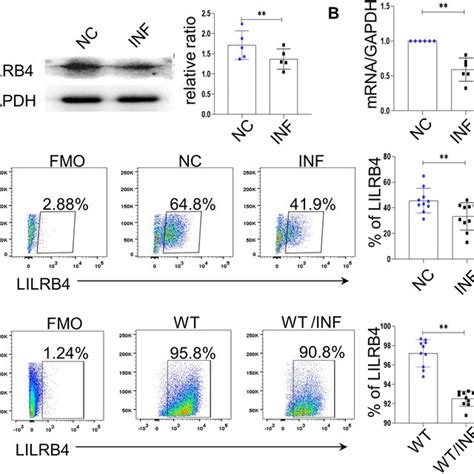 The Expression Level Of Lilrb4 In Dmdscs Was Decreased After Toxoplasma