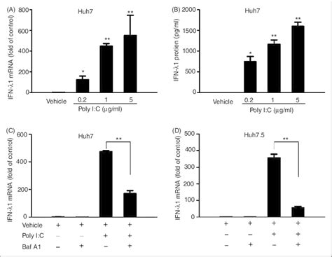 Tlr3 Activation Induces Ifn 1 Expression A Effect Of Poly I C On