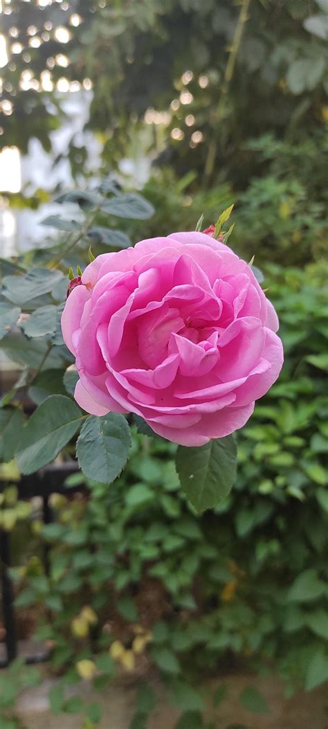 Pink Rose R Roses