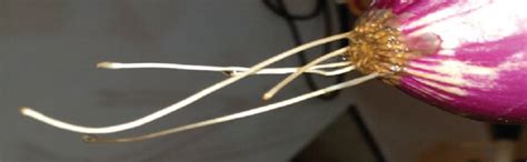 Allium Cepa Root Length Subjected To 30 Concentration Of Plastic