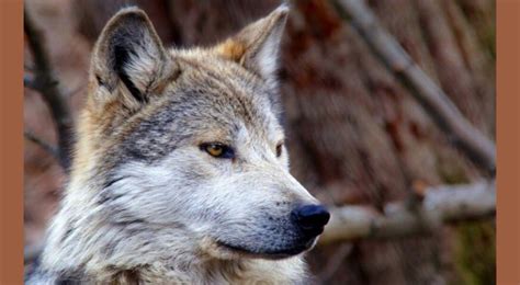 Estado De Conservacion Lobo Mexicano Canis Lupus Baileyi