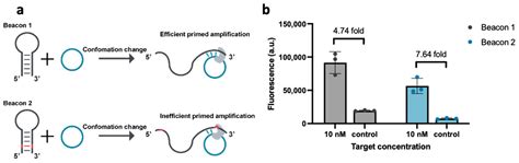 Entropy Driven Molecular Beacon Assisted Special Rca Assay With Enhanced Sensitivity For Room