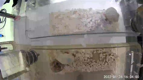 Demo Mouse Object Detection Dataset And Pre Trained Model By Naomi