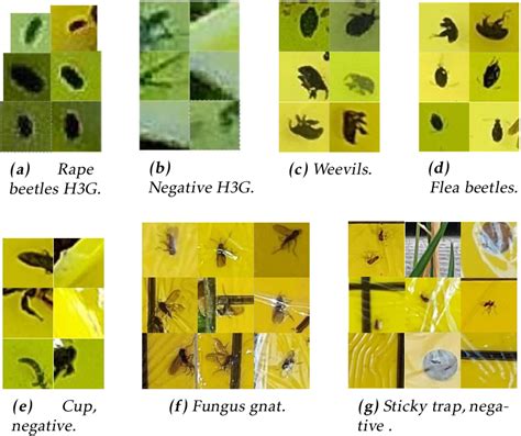 Figure A.1 from Detection of pests in agriculture using machine learning | Semantic Scholar
