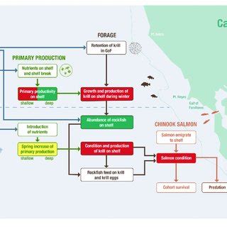 The Conceptual Model Represents The Interactions Within The Ecosystem