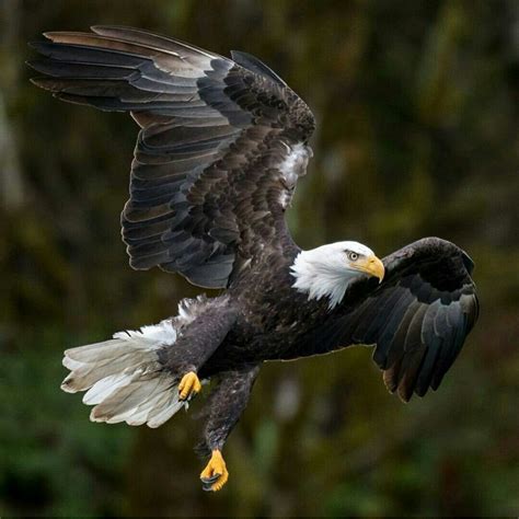 Bald Eagle Soaring Swift Eagle Flying Digital Download Nature Etsy Artofit