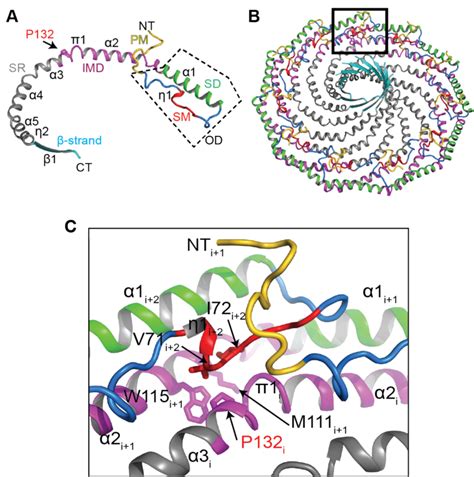 P132 Is Located At A Major Protomer Protomer Interface In The Cav1 Download Scientific Diagram