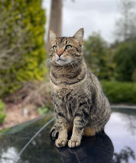 Sic Reporting For Duty Rstandardissuecat Sic Reporting For Duty Rstandardissuecat