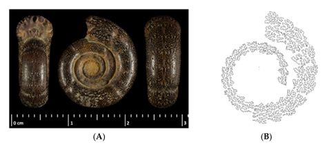 Uses For Incomplete Ammonite Sutures Lateral Lobe And Second Saddle As Markers Of Sutural