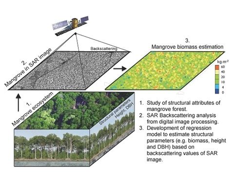 Remote Sensing Special Issue Remote Sensing Of Mangroves