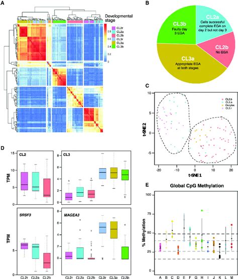 Expression And Methylation Profiling Of Cleavage Stage Embryos Download Scientific Diagram