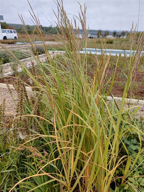 Спартина гребенчатая "Ауреомаргината" (Spartina pectinata ...