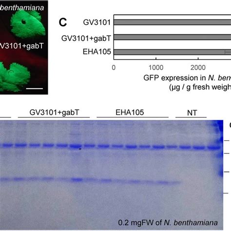 Transient Expression With Agrobacterium Harboring Gabt In Tomato A
