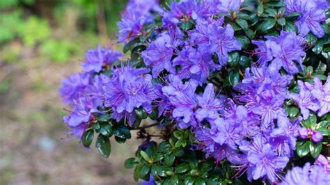 Hydrangeas Vs Rhododendrons Which Is The Better Choice For Your Garden