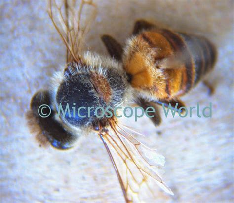Microscope World Blog Insect Under The Microscope
