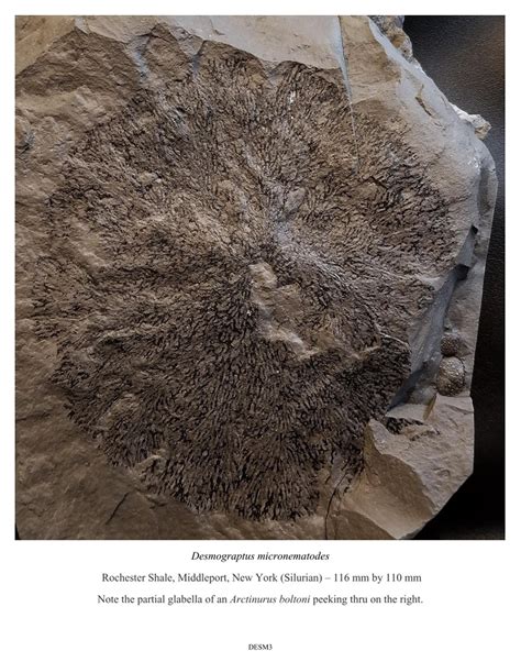 Graptolites — Lask Fossil Collection