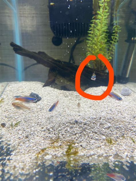 Tetra Got Coral Stuck In Its Mouth R Aquariums