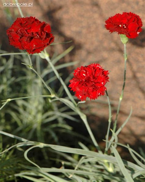 Grenadin Red Carnation Jeffries Nurseries