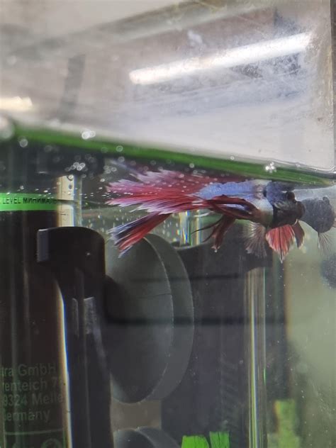 Urgent My Betta Is Behaving Really Weird He Cant Swim Down And Is A