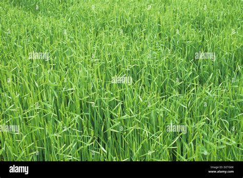 Detail Of Backlit Field Of Spring Two Rowed Barley Or Hordeum Distichon Beginning To Sprout