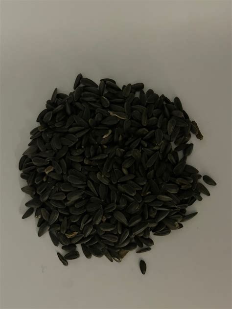 Peredovik Sunflower Salt River Seed Company