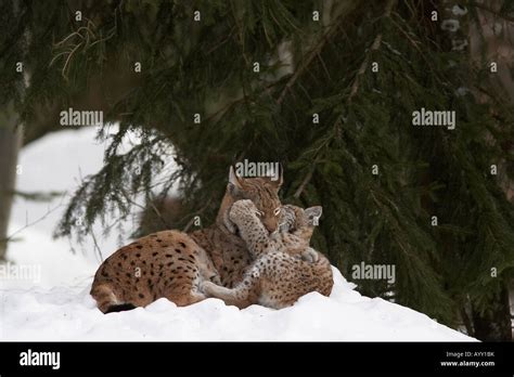 Eurasian Lynx Lynx Lynx Bavarian Forest Germany Mother With Cub Playing