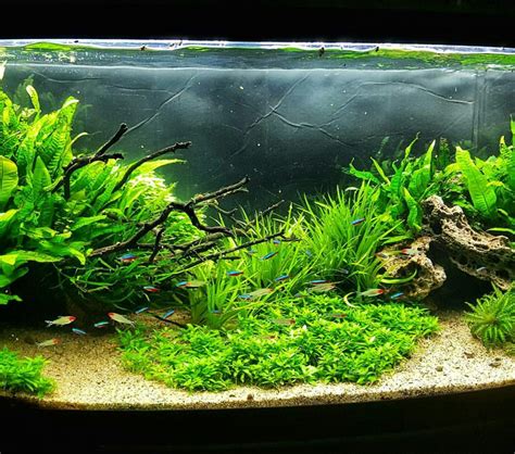 Best Aquarium Setup For Tetras At Tiffany Mora Blog