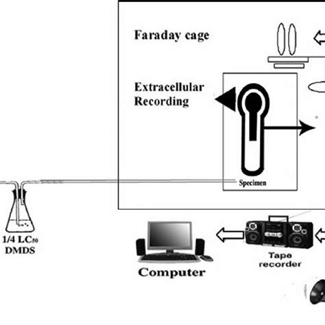 Electrophysiological Unit Download Scientific Diagram