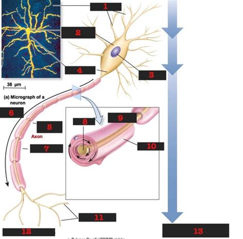 General Biology Chapter 41 Flashcards Quizlet