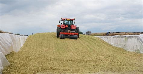 News Warning Over Feeding New Crop Maize Mole Online